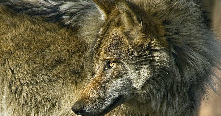 White Wolf : Tapping Your Inner Wolf: What Does “Alpha Male” Really Mean?