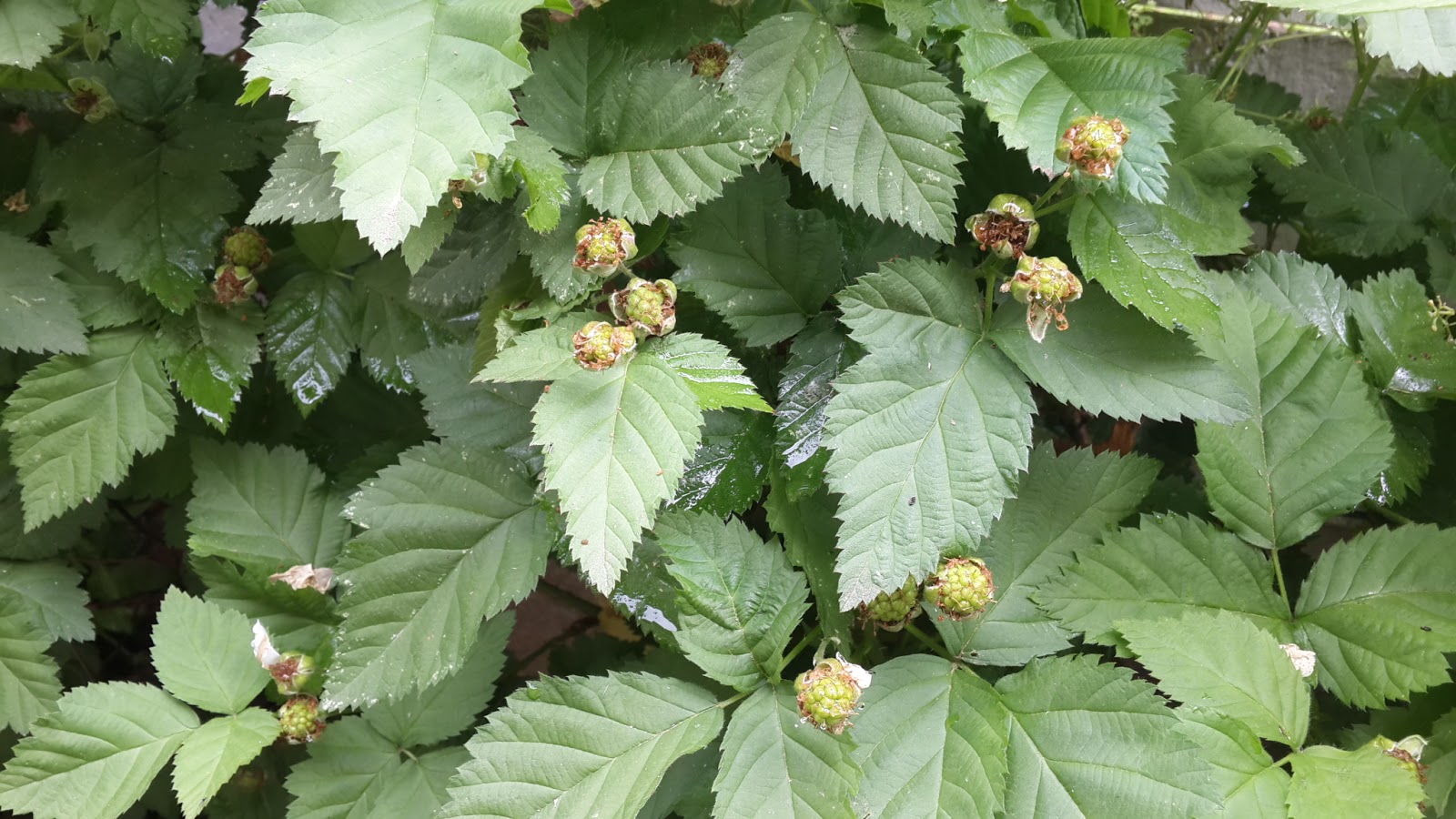 Jacot's Garden: Youngberry/Booysenberry/Blackberry
