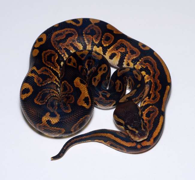 jungle life: Black pastal Ball pythons snakes pics