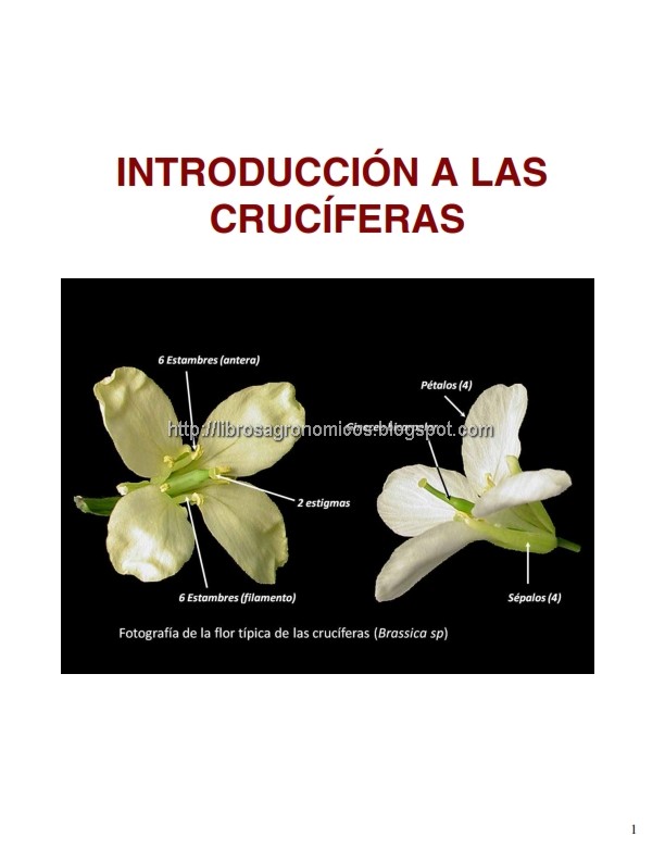 Introducción a las crucíferas - Libros Agronómicos