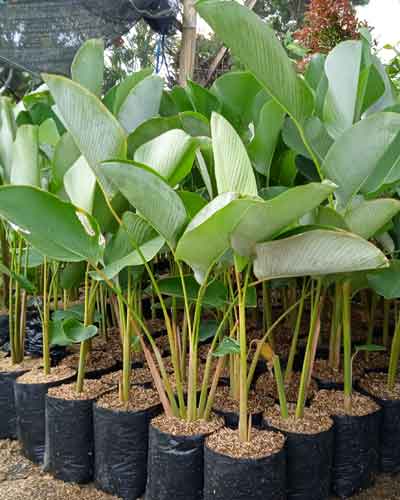 Pisang Hias Calathea lutea - hijausegar.com: Benih, Pupuk, Buah, Bunga ... Pisang Hias Calathea lutea - hijausegar.com: Benih, Pupuk, Buah, Bunga ...