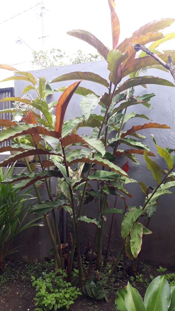 Pohon Kecombrang - Perumperindo.co.id