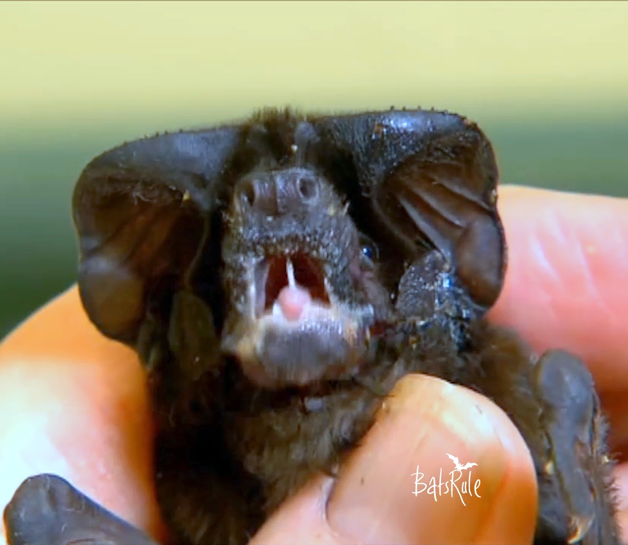 Australian Bat Clinic and Totally Wild | Microbats, Bats