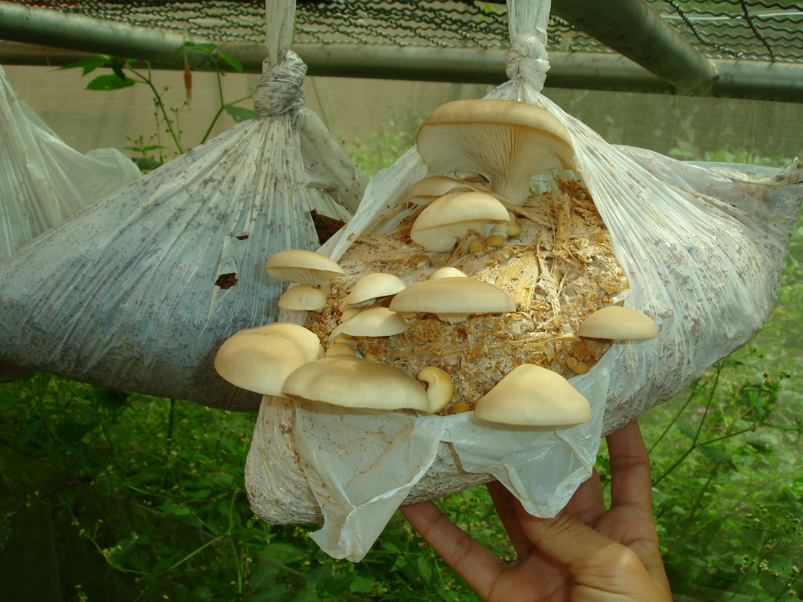 PLEUROTUS OSTREATUS