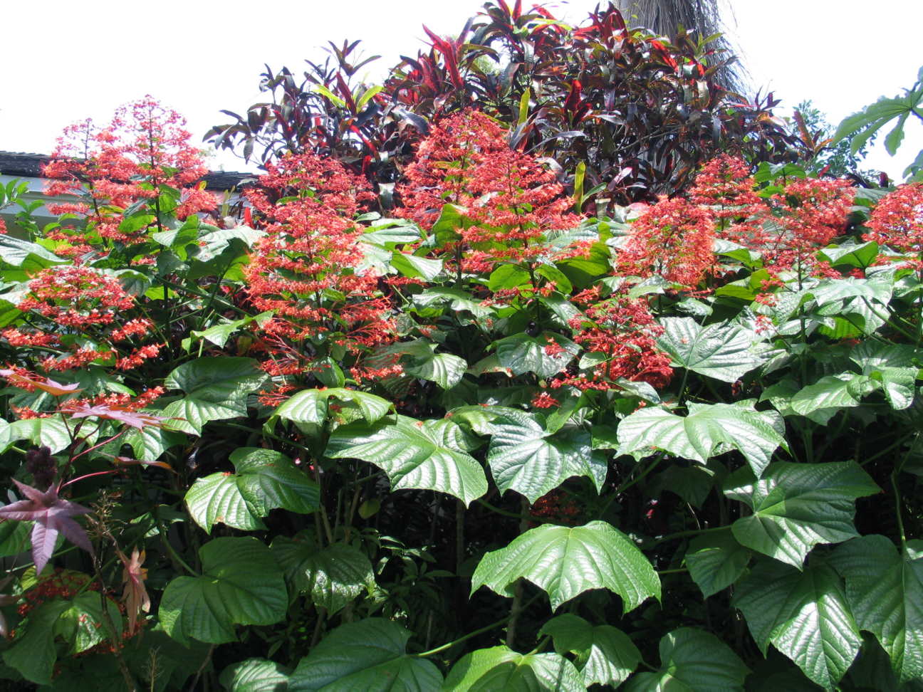 Khasiat Bunga Pagoda Sembuhkan Wasir Berdarah | @Warkop Aremania