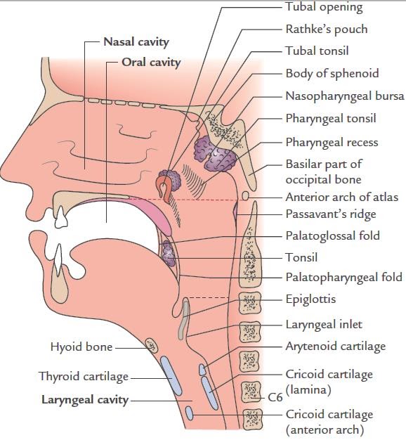 Pharynx and larynx l human anatomy MCQs for dental students - WikiDentia