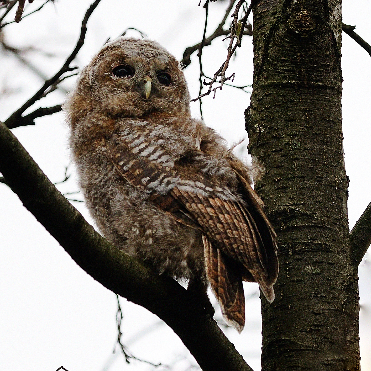 Kiekis !: Uilskuikens