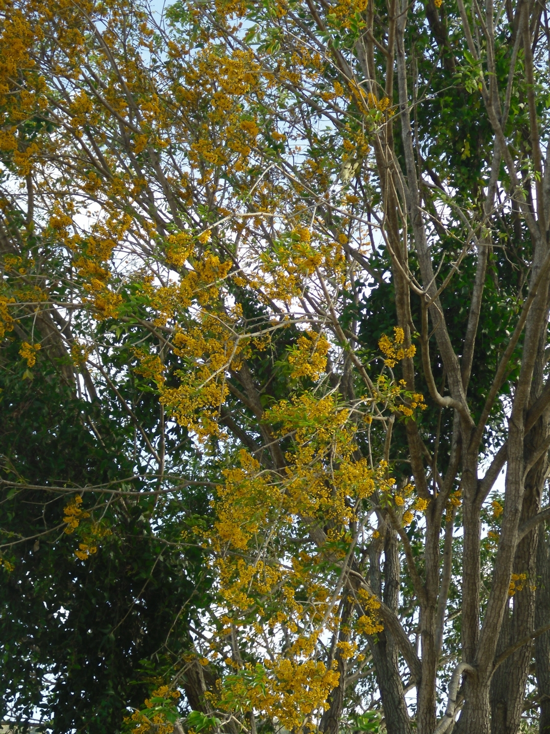 Guayana: Eje Sur Upata Santa Elena de Uairén: Roble en floración en Upata