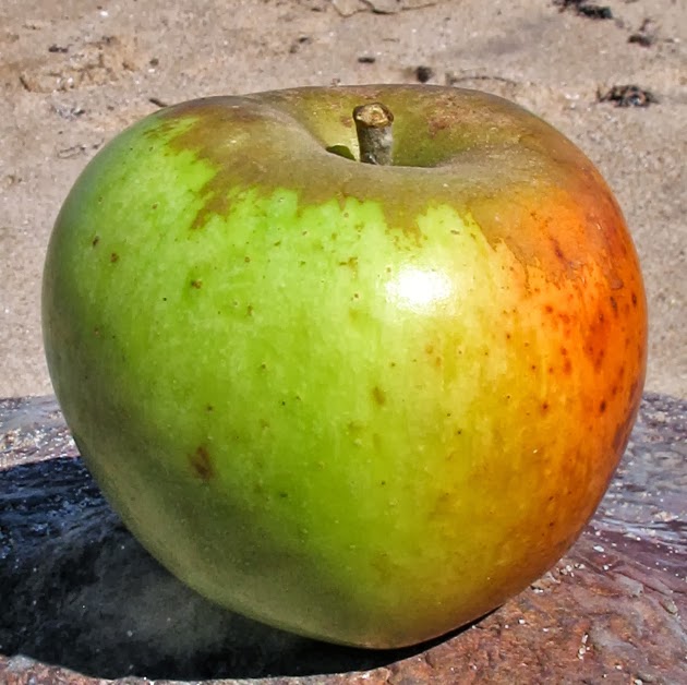 Watsonville pippin - Adam's Apples