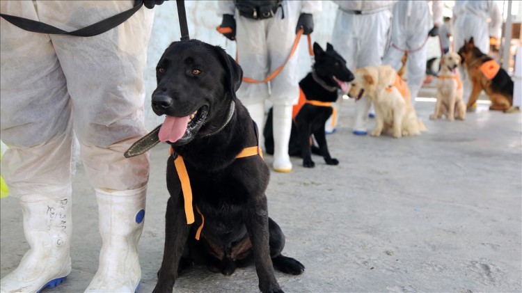 En 2021: Perros entrenados podrán detectar personas infectadas con ...