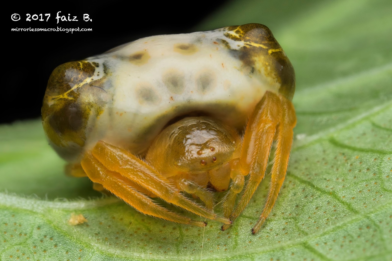 Mirrorless Macro Photography: Selection of Spiders from 2017!