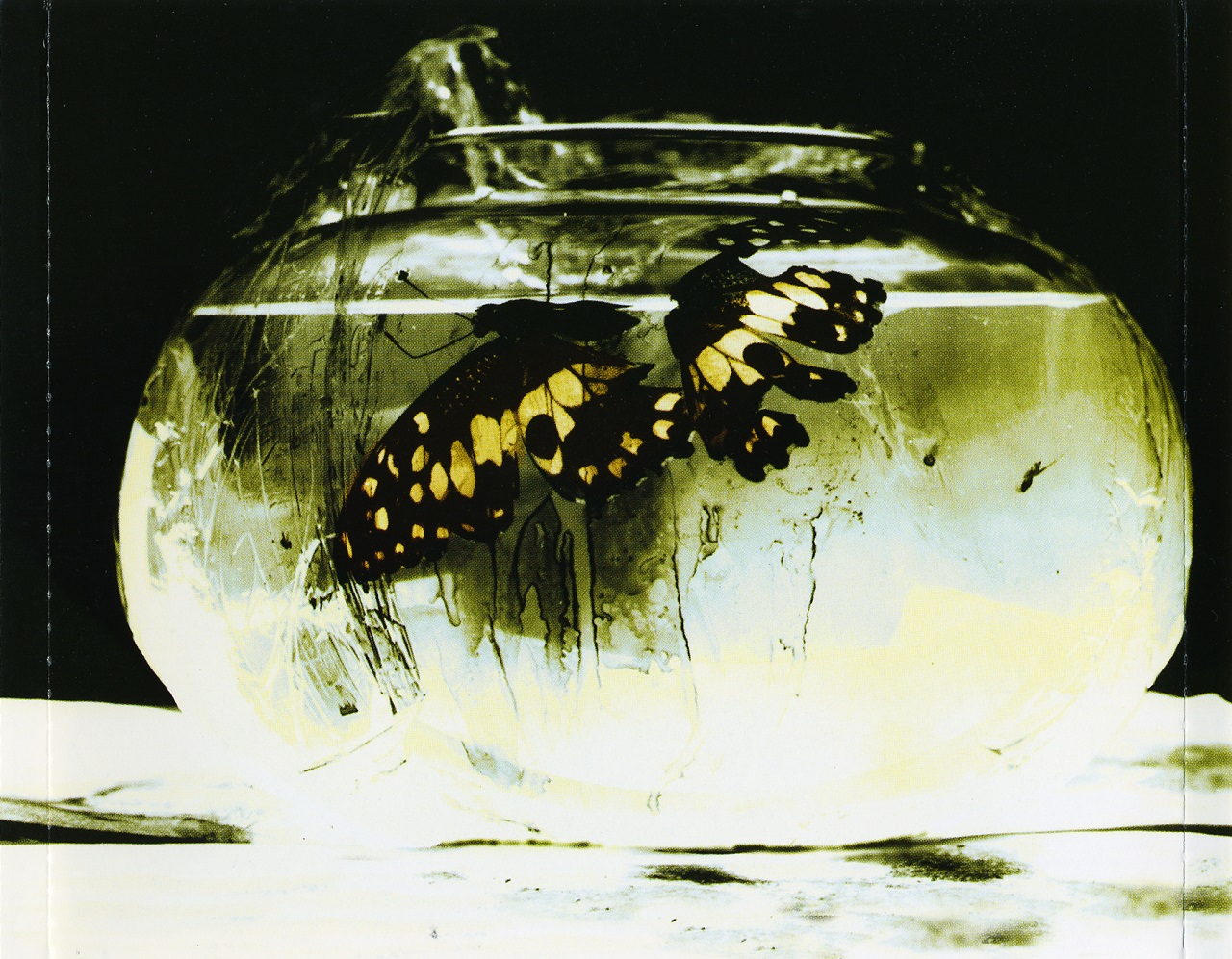 Cries from the Quiet World: Moonspell "The Butterfly Effect"