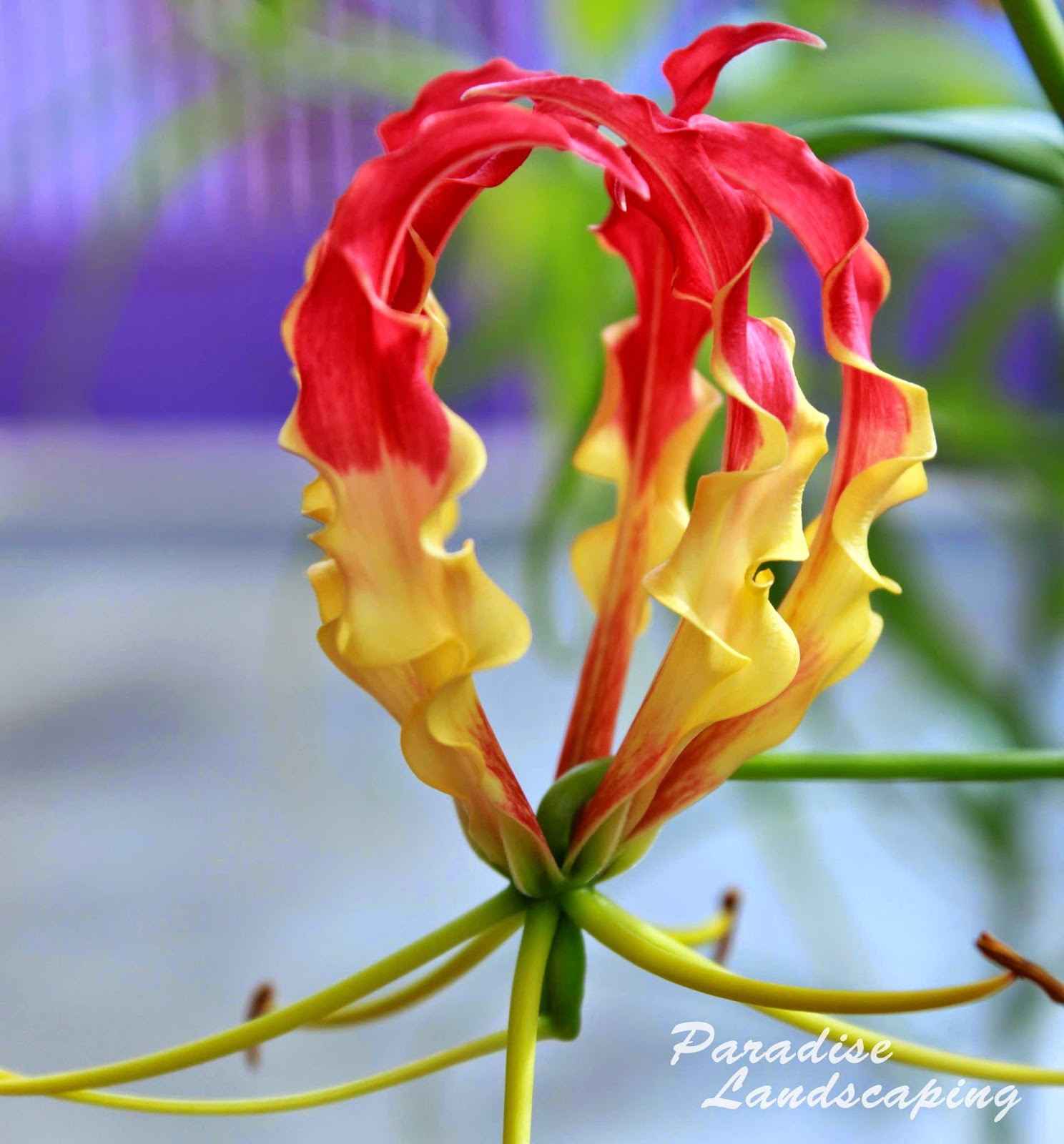 Mengenal Tanaman Hias Bunga Gloriosa Superba Untuk Vertical Garden ...