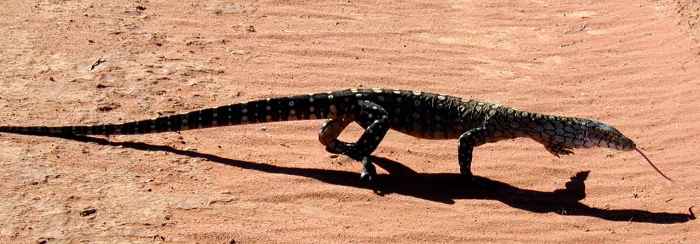 Species Perentie | Good Picture Animals