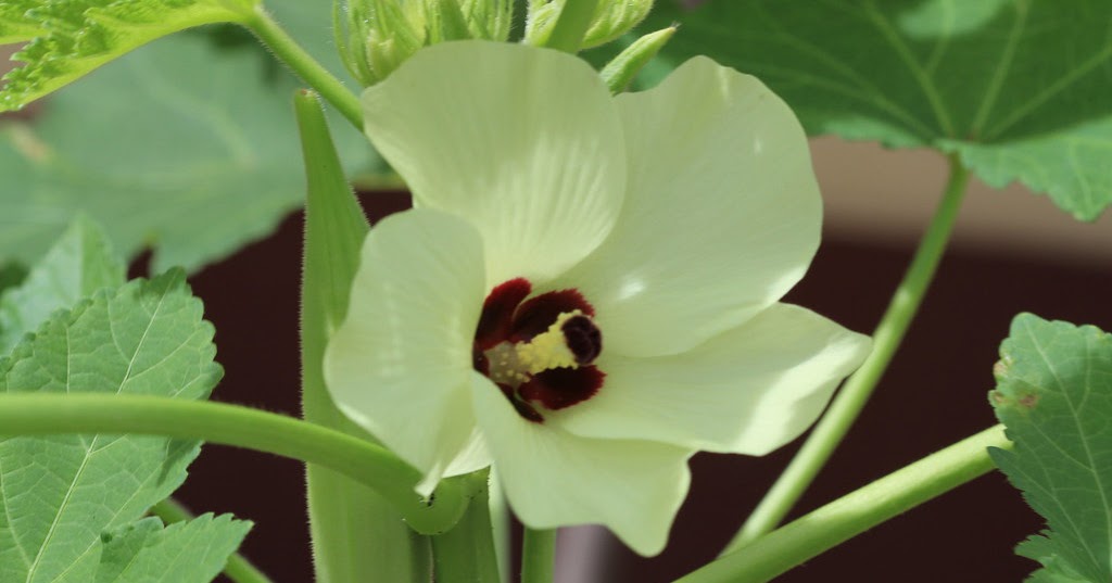 How To Grow Ochro