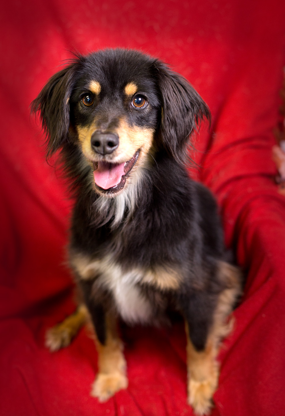 Shelter Dogs of Portland: "TONKA" lively little mini aussie mix