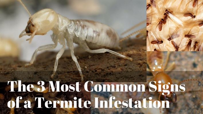 The 3 Most Common Signs of a Termite Infestation - Pest Control Guide
