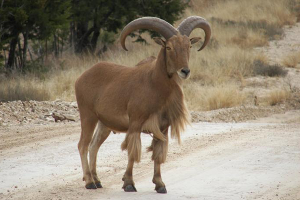 Old European culture: Khnum