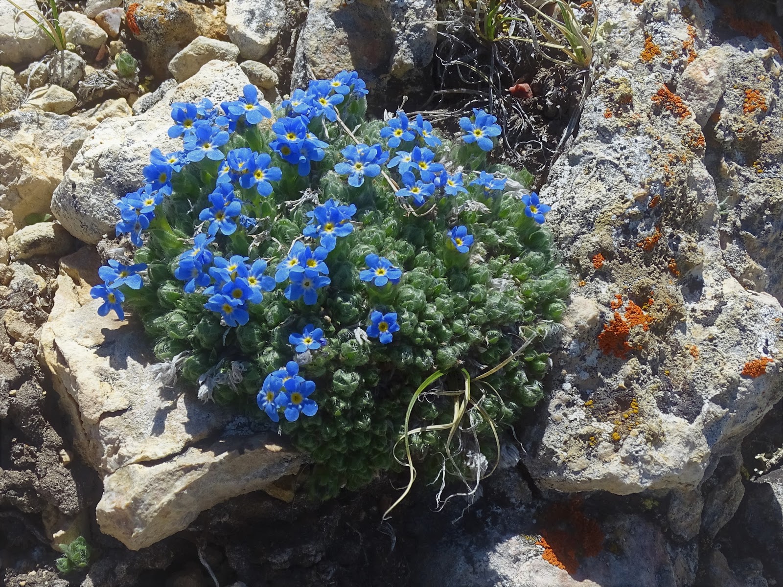 Prairiebreak: An album with a floral few gems from Northwestern Wyoming ...