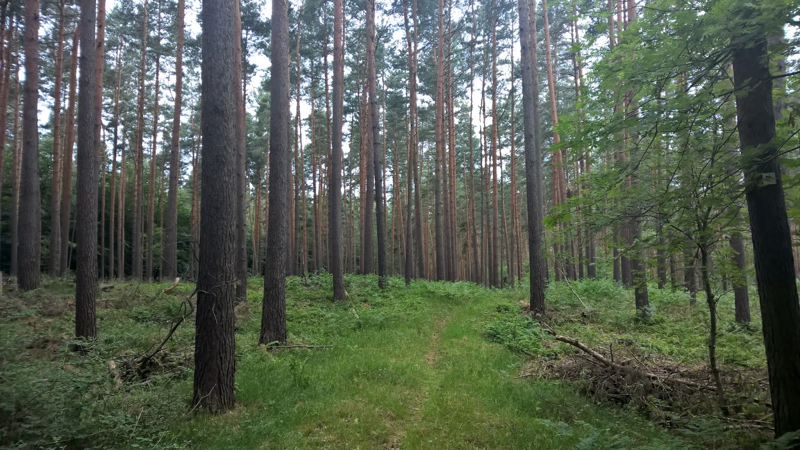 IU in Berlin, Summer '15: Forst Spandau (Spandau Forest)