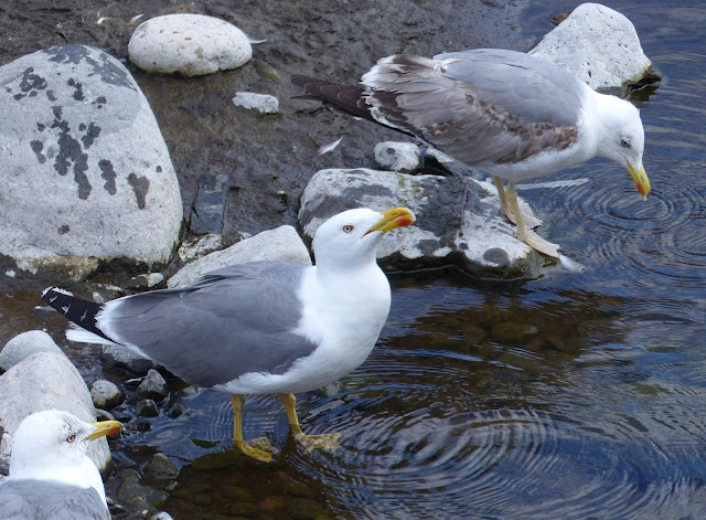 A Field Notebook: Azores Gull?