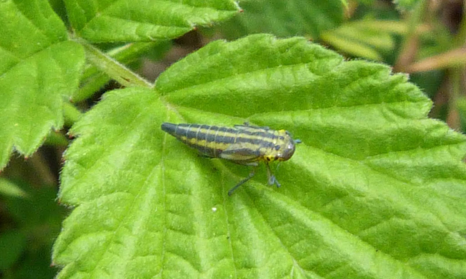 Insects of Scotland: True Bugs