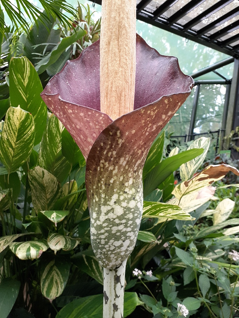 Botanical Art - Holiday Sketching: Titan arum - new painting