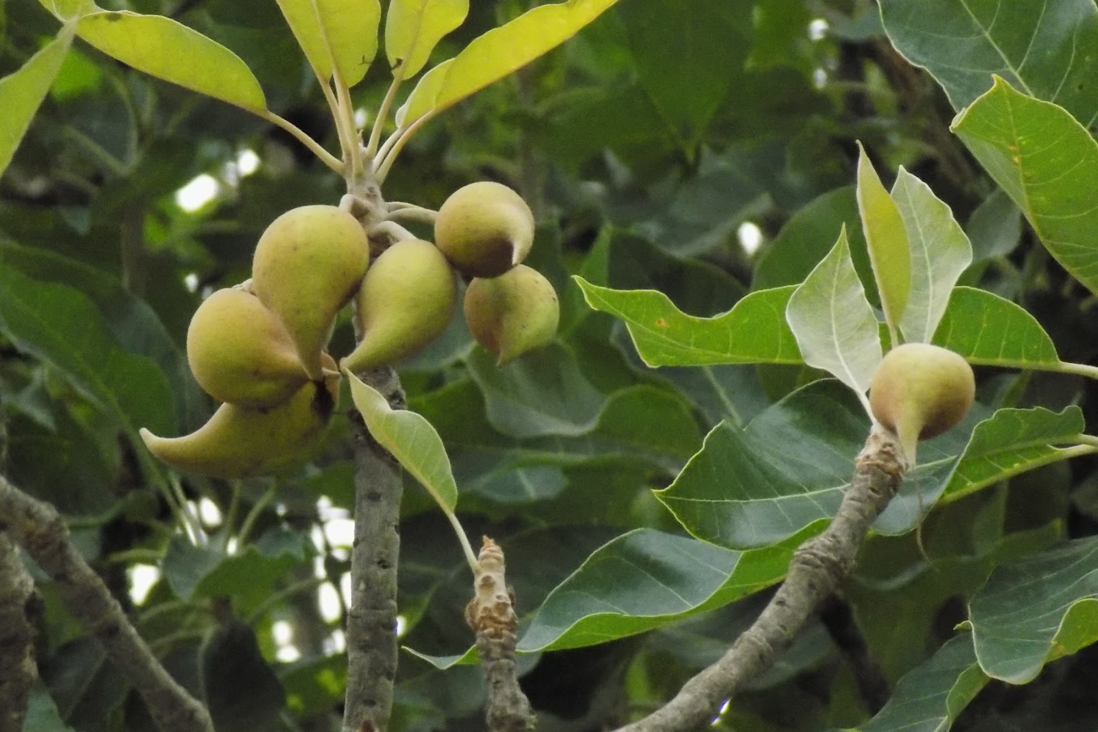 Mahua Plant (Mohu)