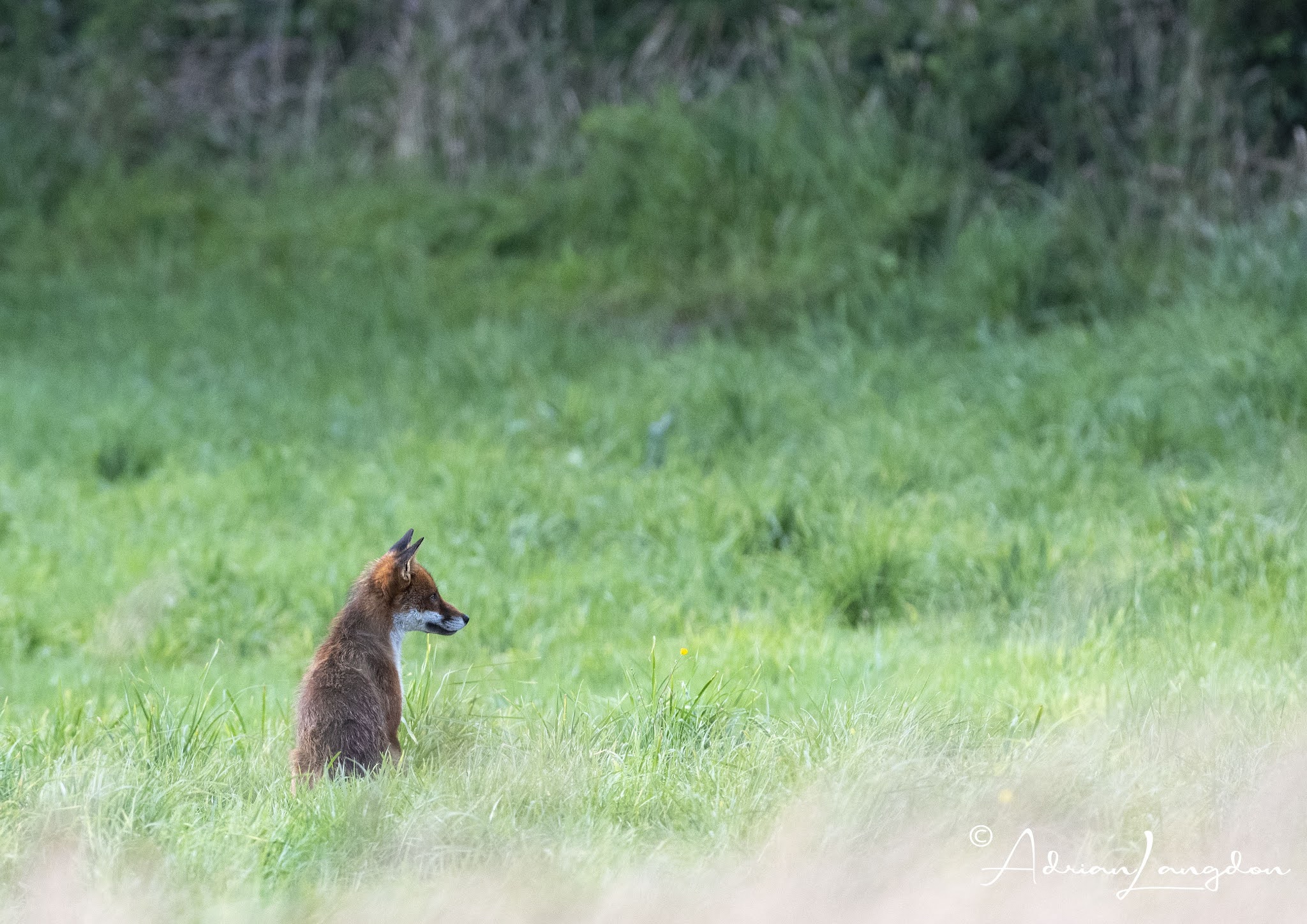 images-naturally!: Red deer and red fox together in harmony? 28th July ...