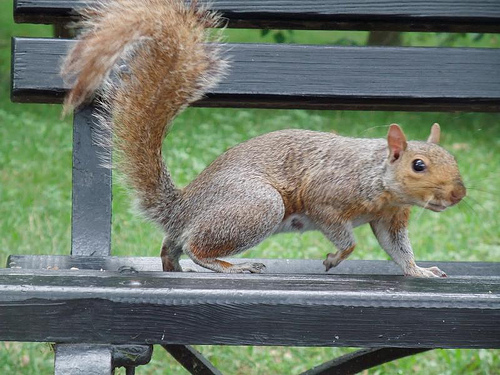 The News For Squirrels: October Is Squirrel Awareness Month!