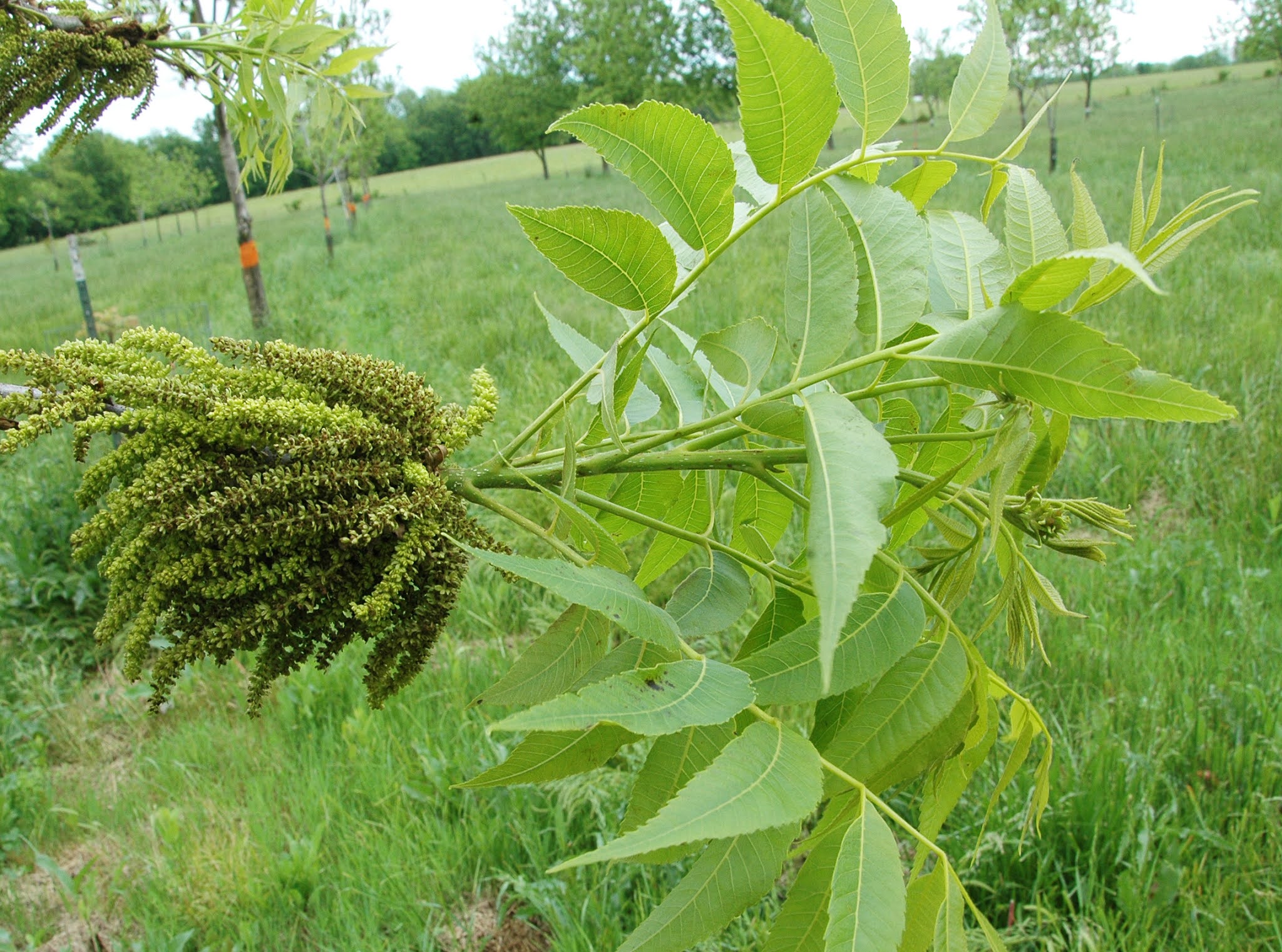 Northern Pecans: Pecan pollination underway