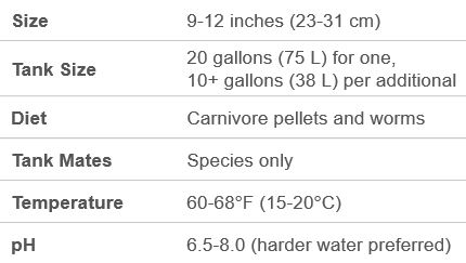 A GAMER'S WIFE: Axolotl Care Sheet: Housing, Feeding, and Tank Mates!