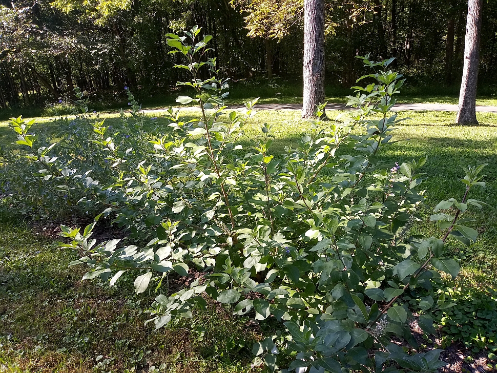 Future Plants by Randy Stewart: Vitex - the Chaste Tree family