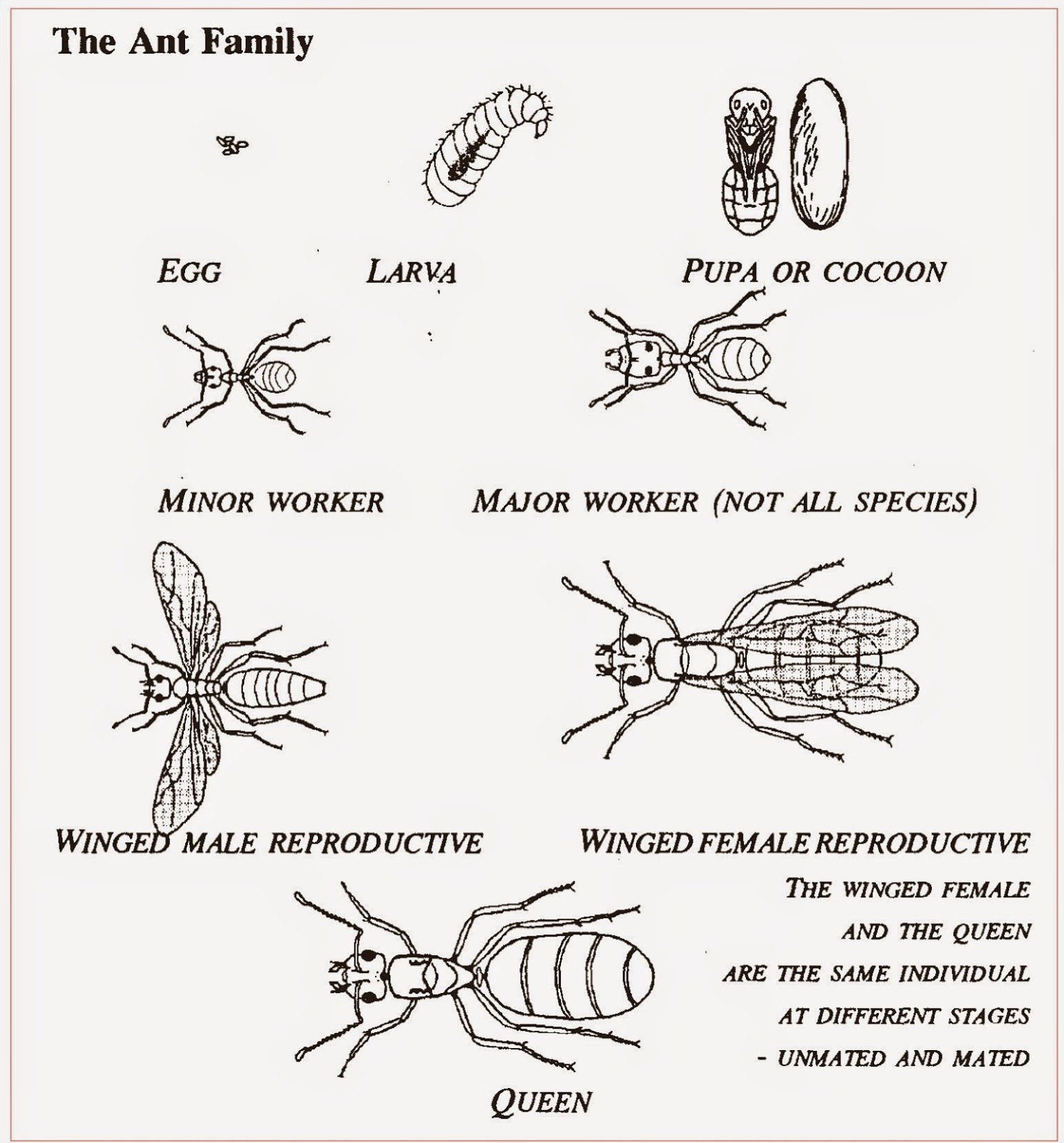 - Ants of Southern Africa -: About Ants; and Collecting ants for ...