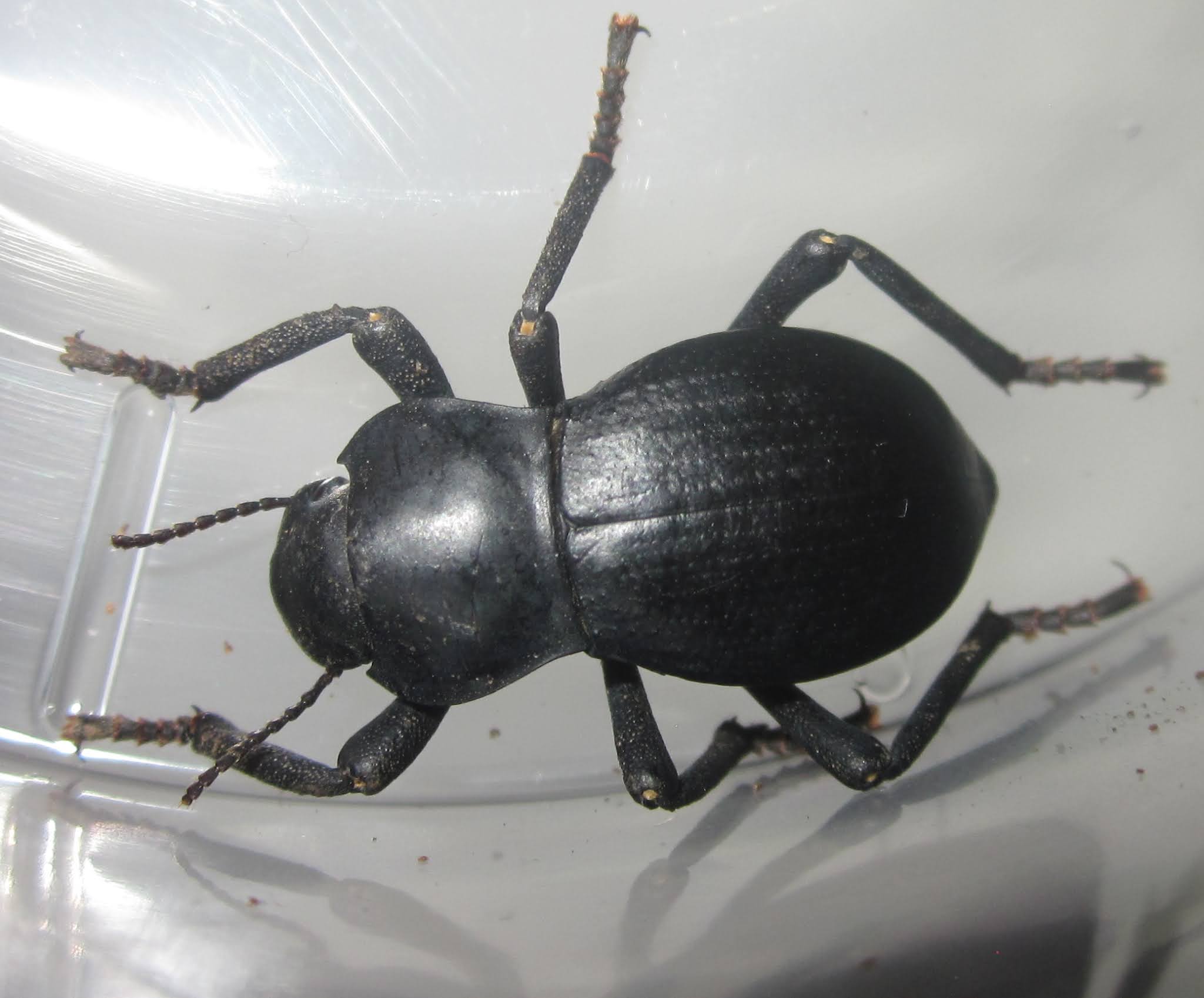 Invertebrate Dude: Beetles From Beast Pets!!!