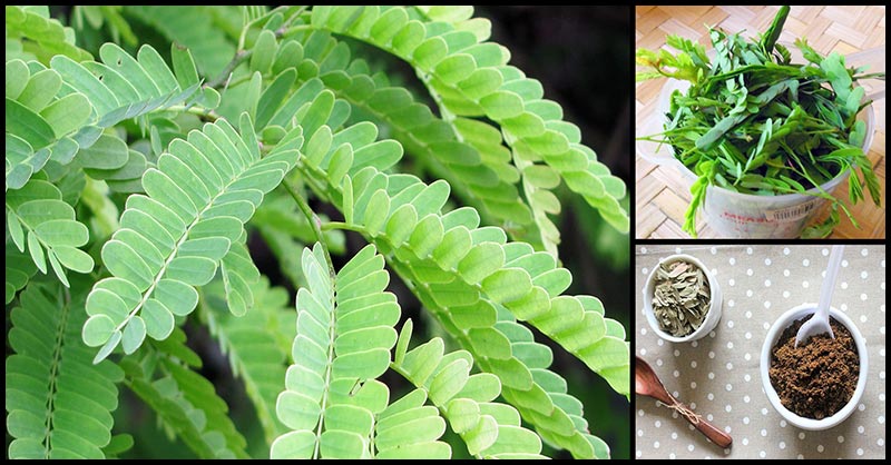 Tamarind Leaves: A Potential Treatment For Fever, Diabetes, And Other ...