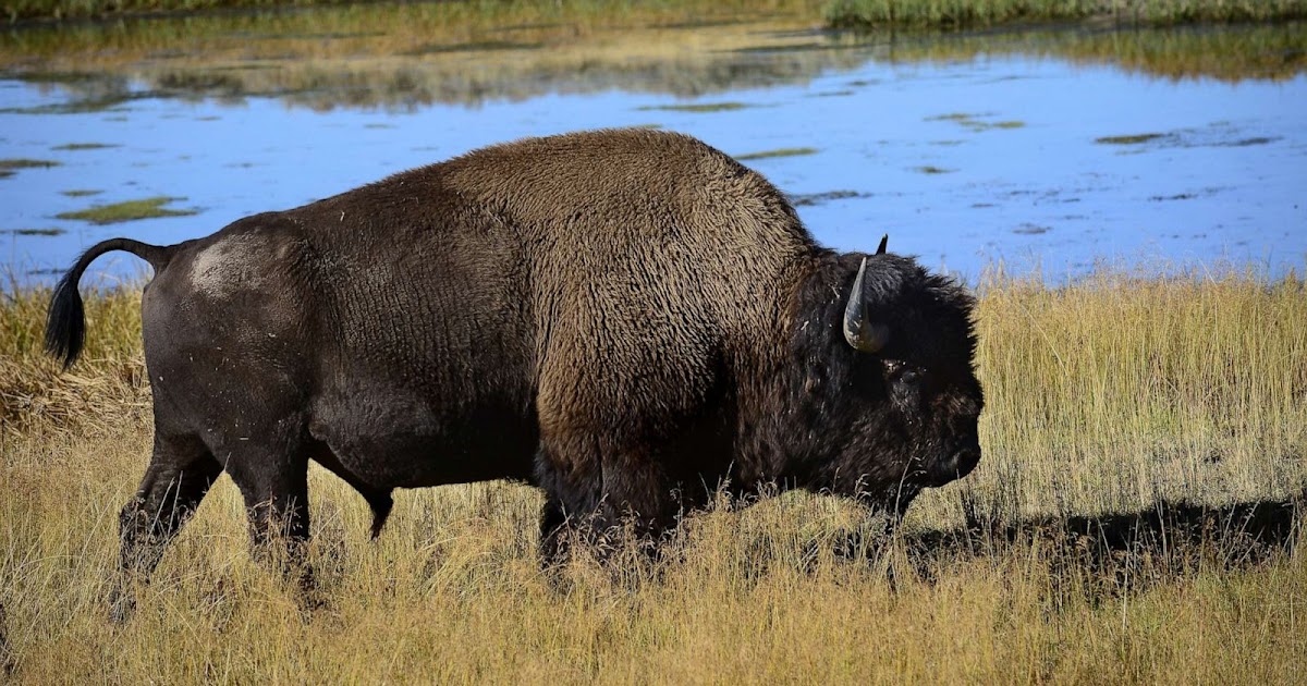 Biological Libraries: Classification of Bison