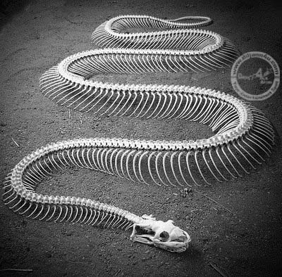 Science: SKELETAL SYSTEM