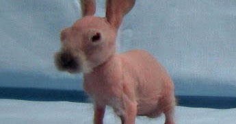 janelle: Have You Ever Seen A Shaved Rabbit?