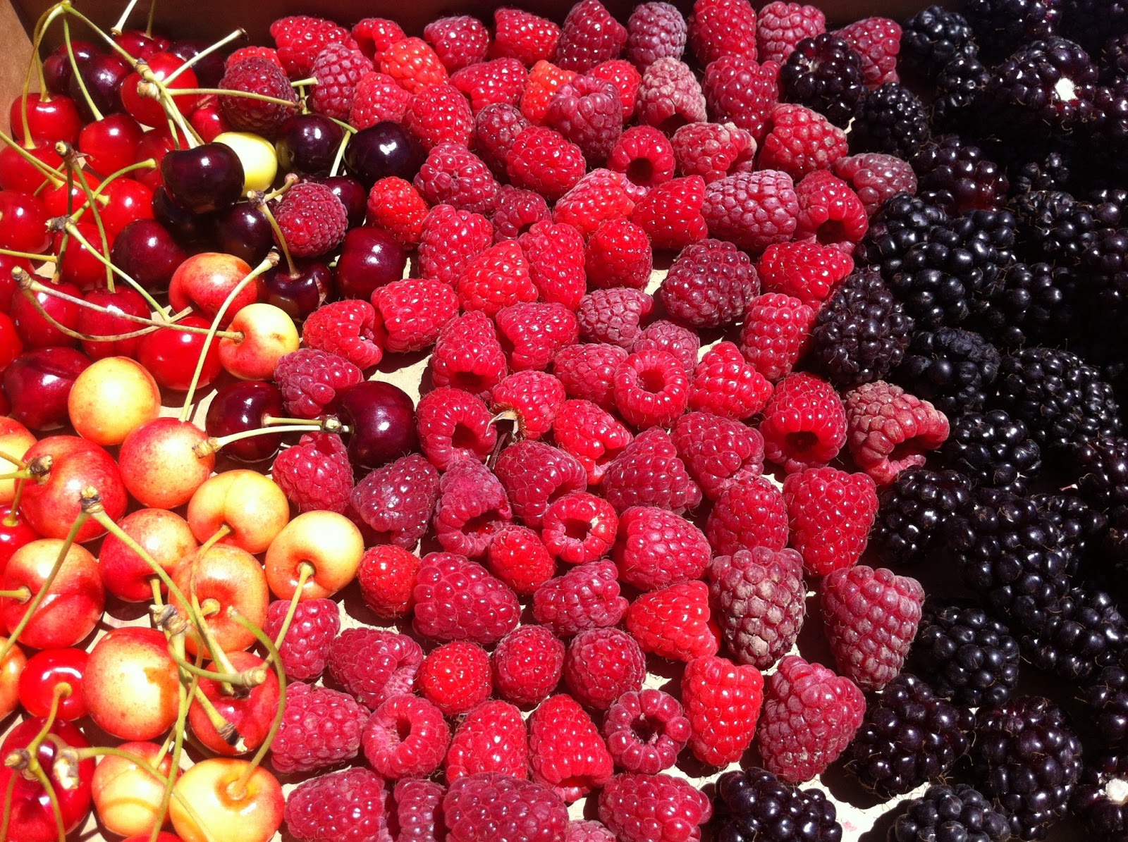 Fannypacks and Finlandia: Berry Picking