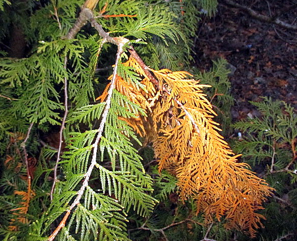 Eilės: Tujos šakelė