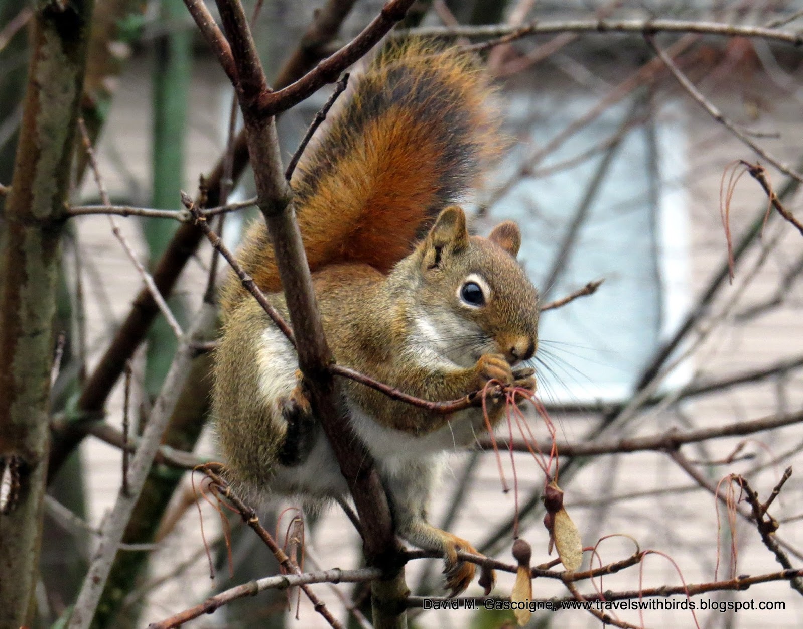American Red Squirrel (Écureuil roux) - Travels With Birds