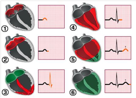 ALL ABOUT ELECTRONICS & ELECTROMEDIC / BIOMED ENGEENERING: ECG MODUL ...