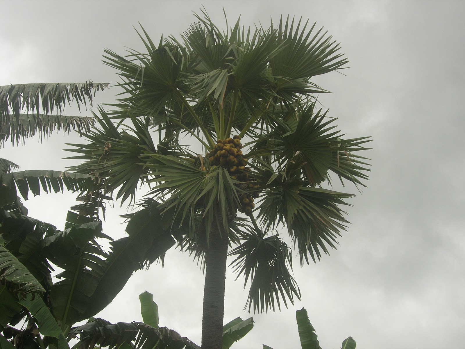 Kecamatan MUARA JAYA: Asal Kata LONTAR dari mana ya...?