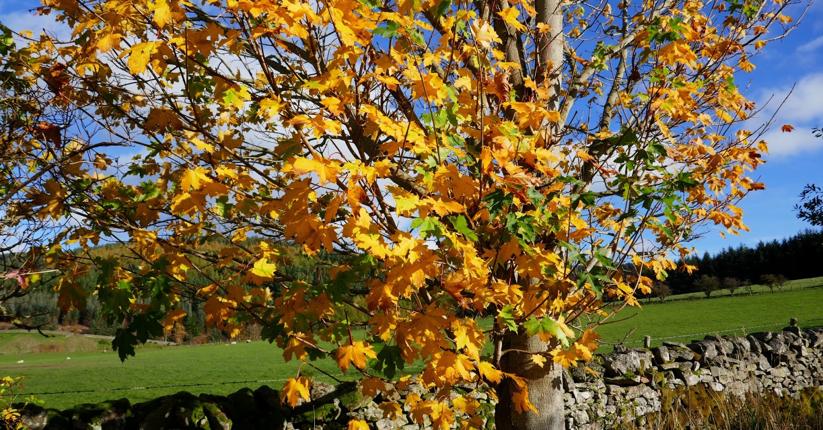 best part of the day: Tweed Valley Ultra Recce and Oct TB