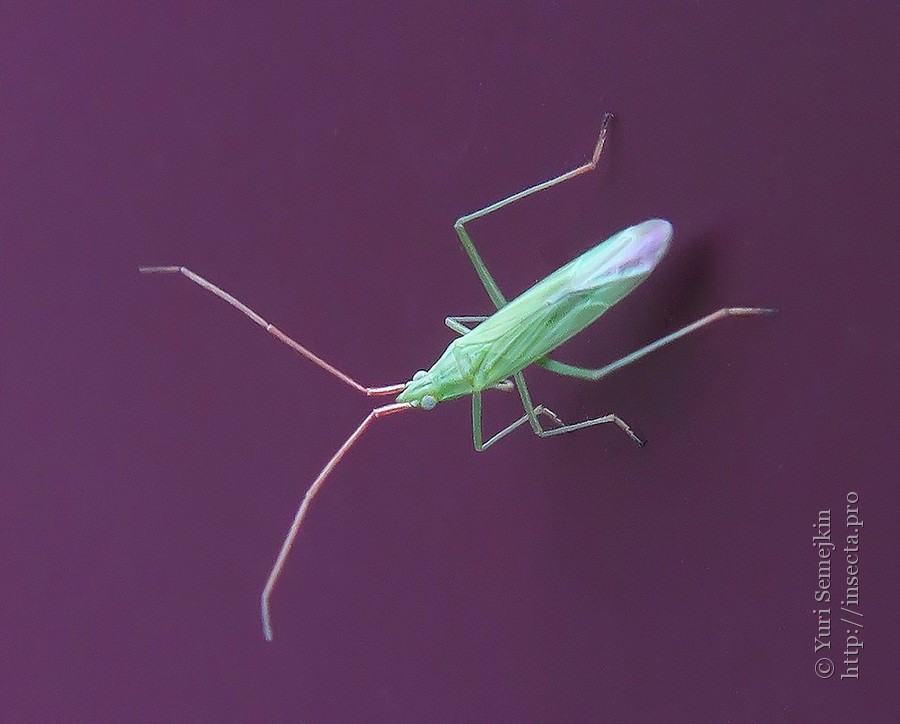 INSECTOS DE P.R. In Memoriam Dr Luis F Martorell y Dr Alain Liogier ,DR ...