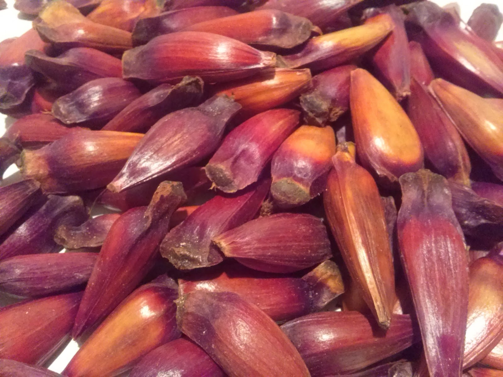 Outras Pautas: Nos meses de frio o pinhão se mostra um alimento ...