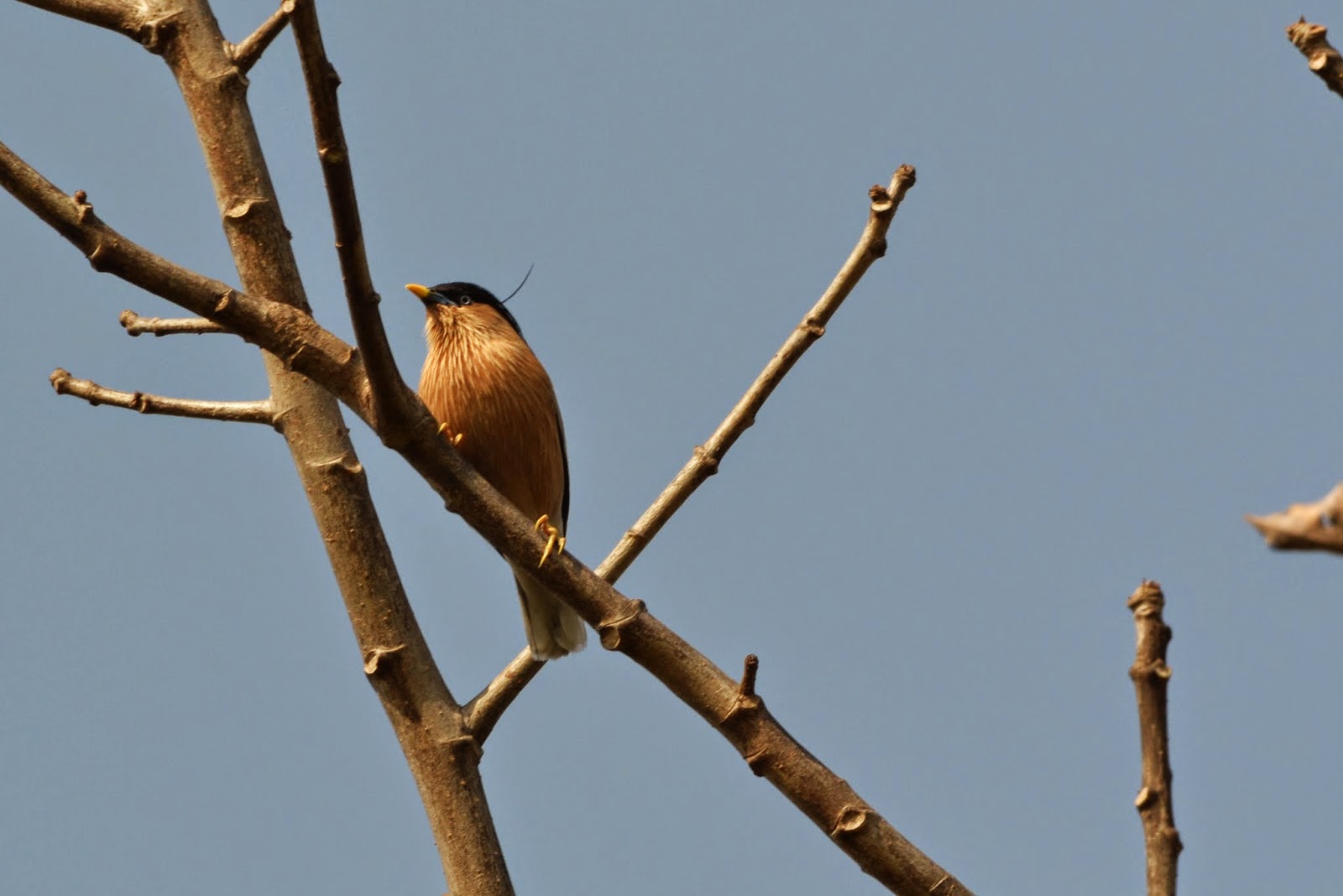 Jai's Bird Photography