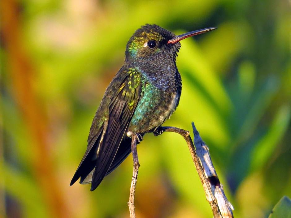 Argentina nativa: Picaflor pecho azul (Chionomesa lactea)