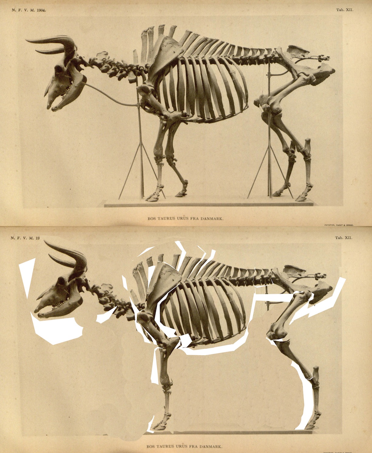 The Breeding-back Blog